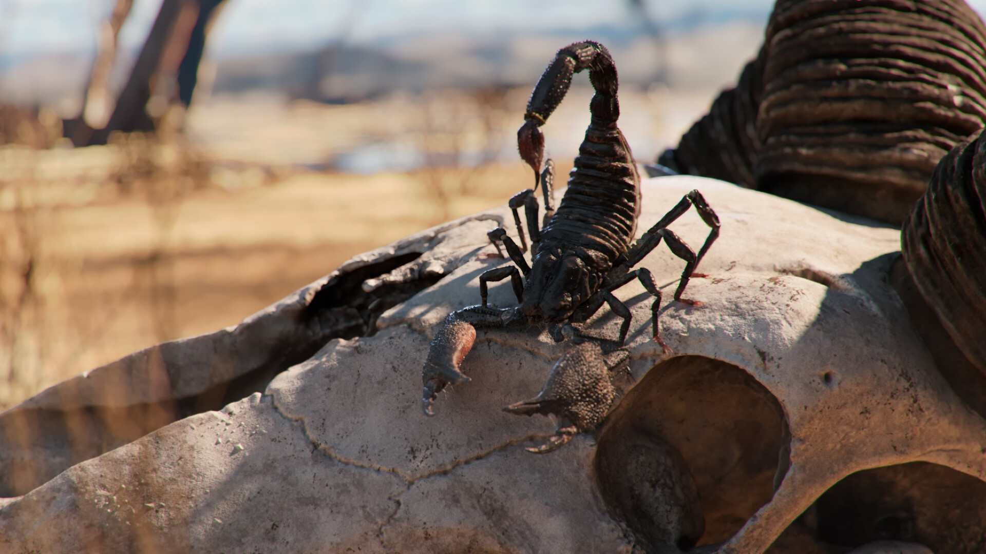 ArtStation - Emperor Scorpion : Insect