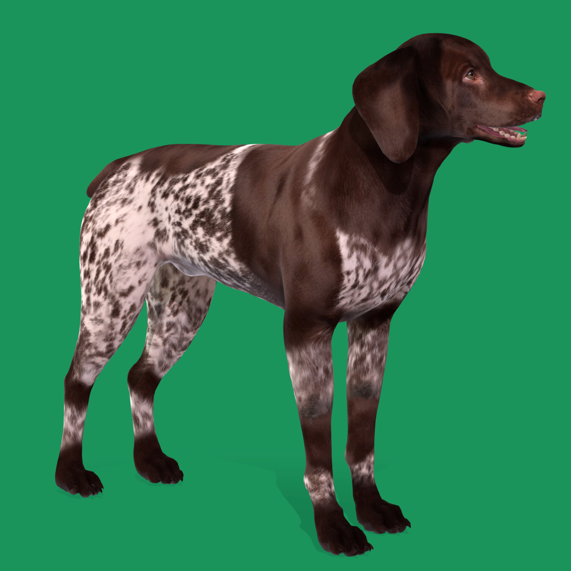 ArtStation - German Shorthaired Pointers Dog