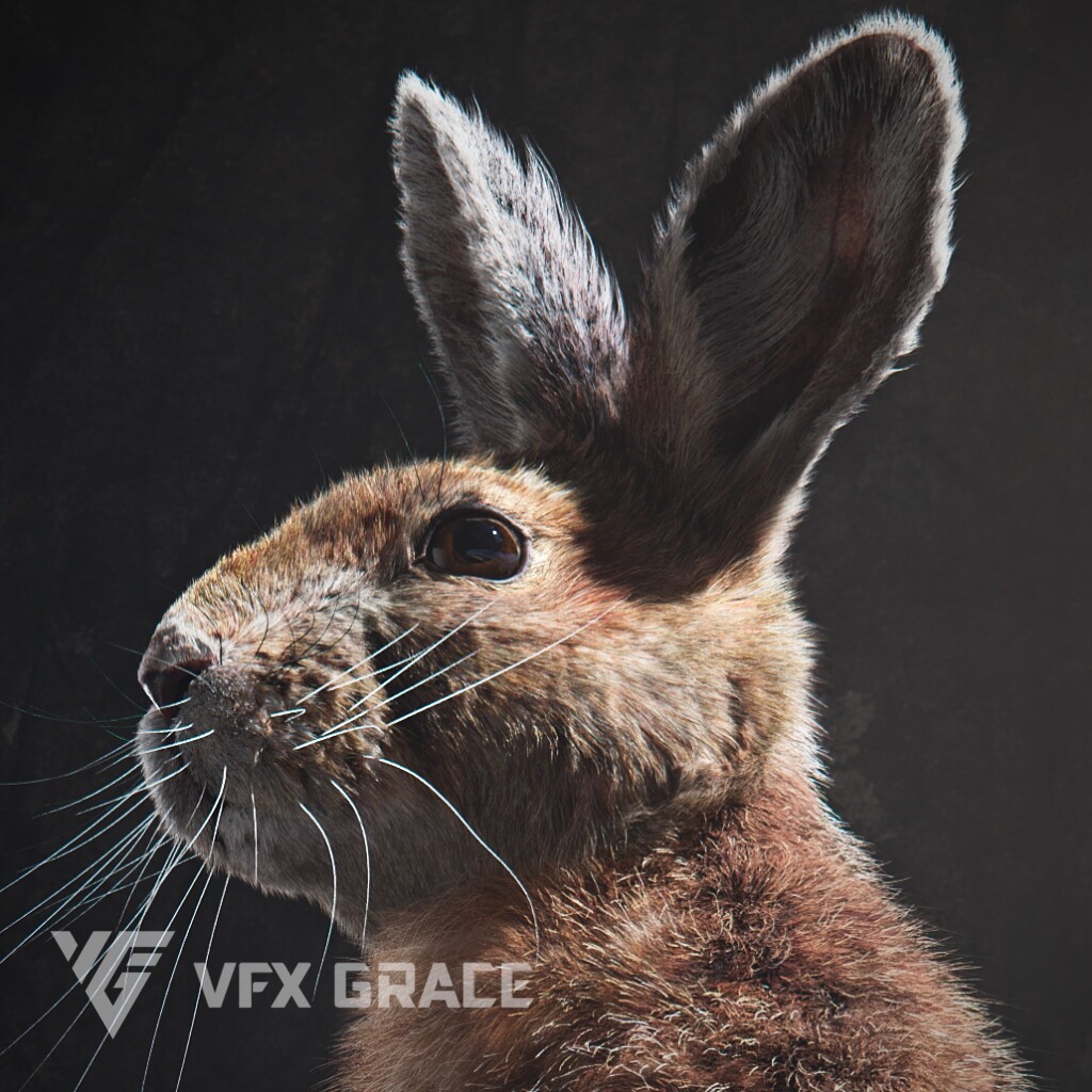 ArtStation - Snowshoe Hare Animated - MAYA Character Asset