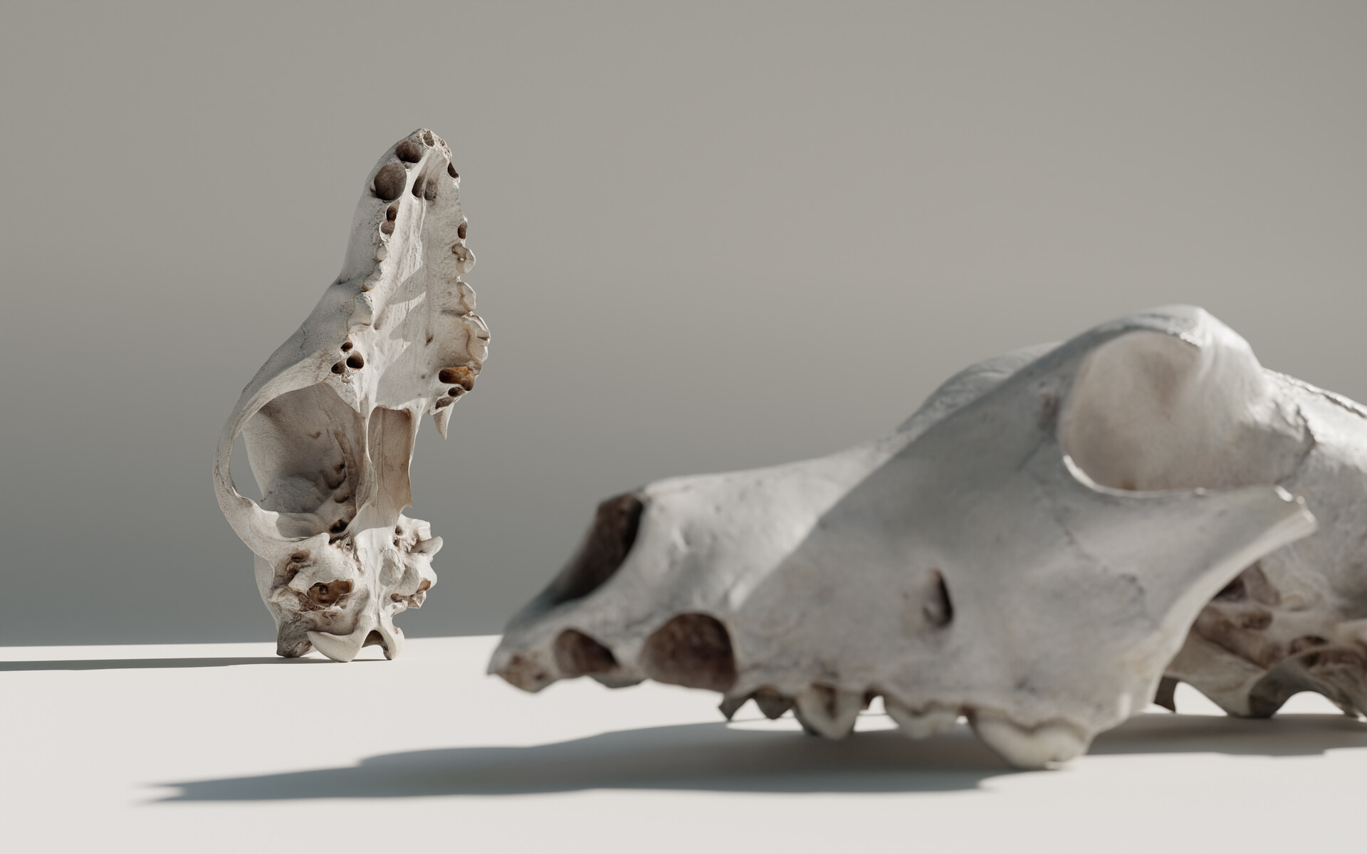 ArtStation - Dogs skull
