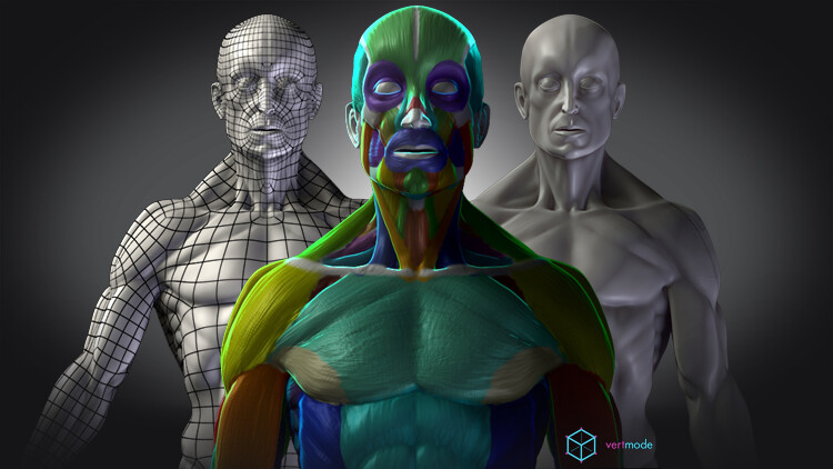 ArtStation - Mastering Human Anatomy For 3D Artists