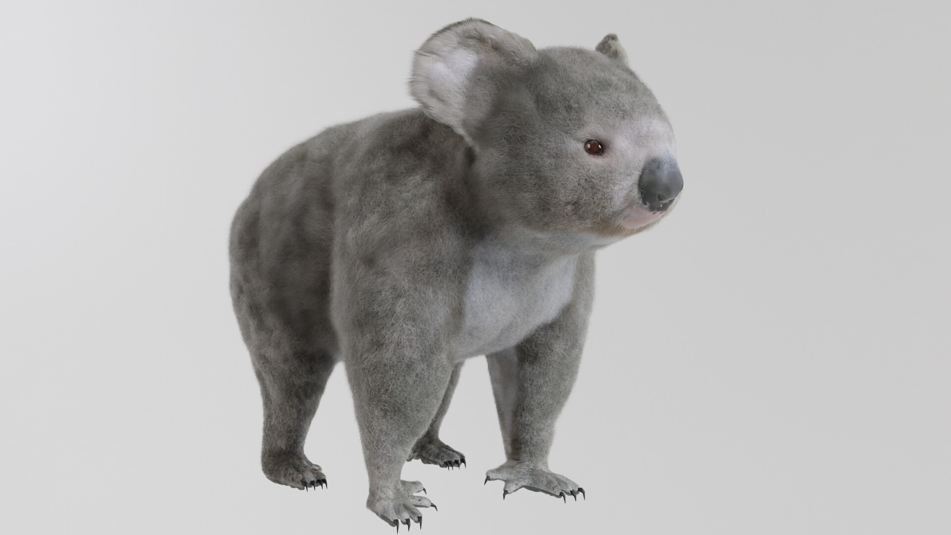 ArtStation - Realistic 3D Model of a Koala