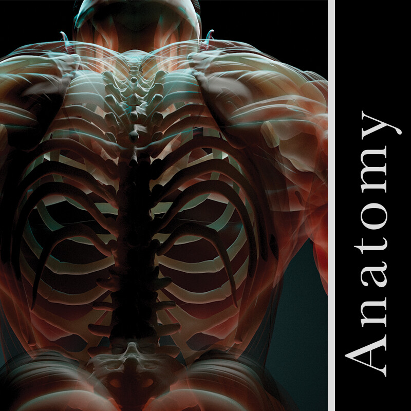 ArtStation - Anatomy Study