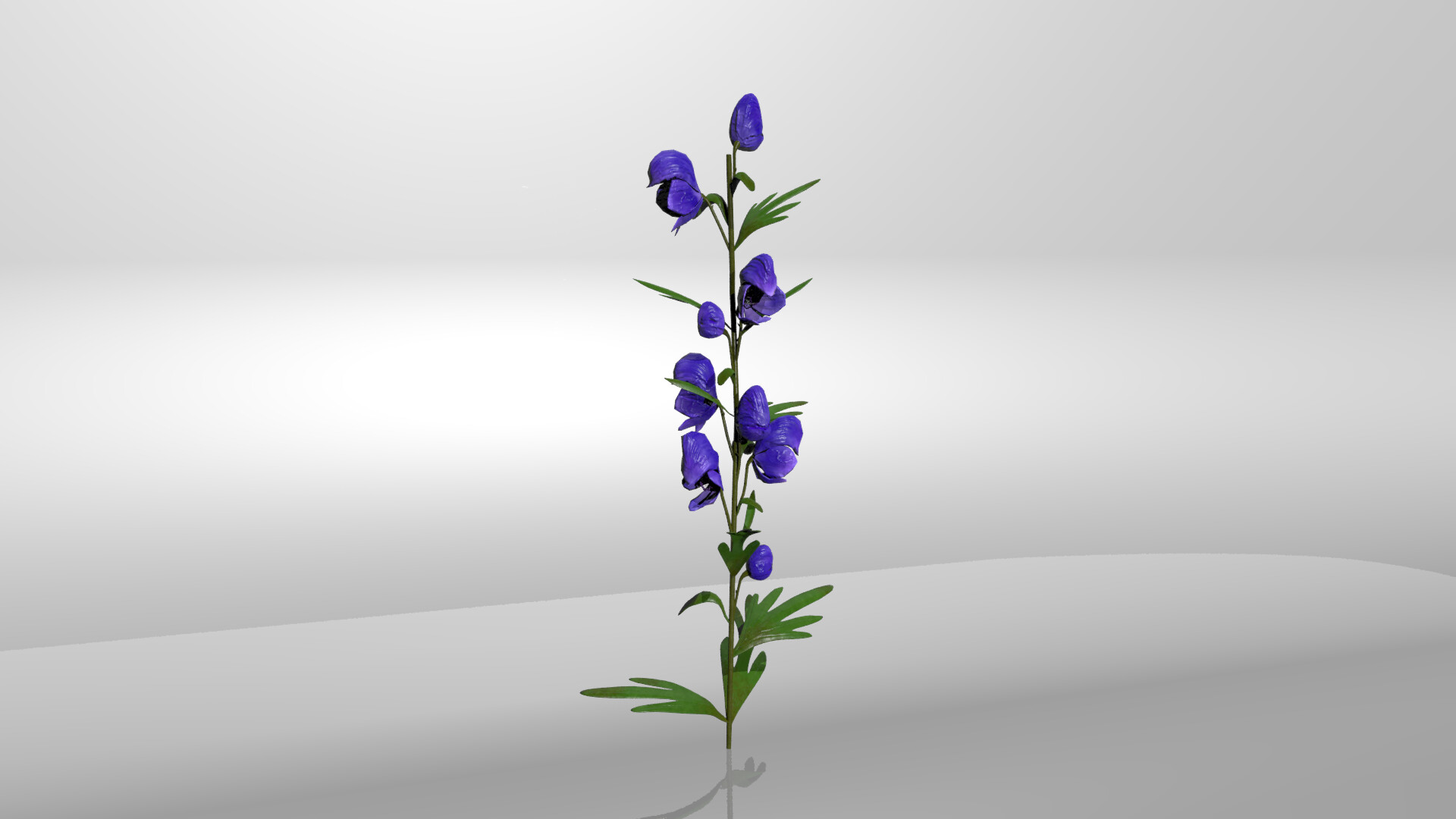 ArtStation - Monkshood - Wolfsbane - Aconite