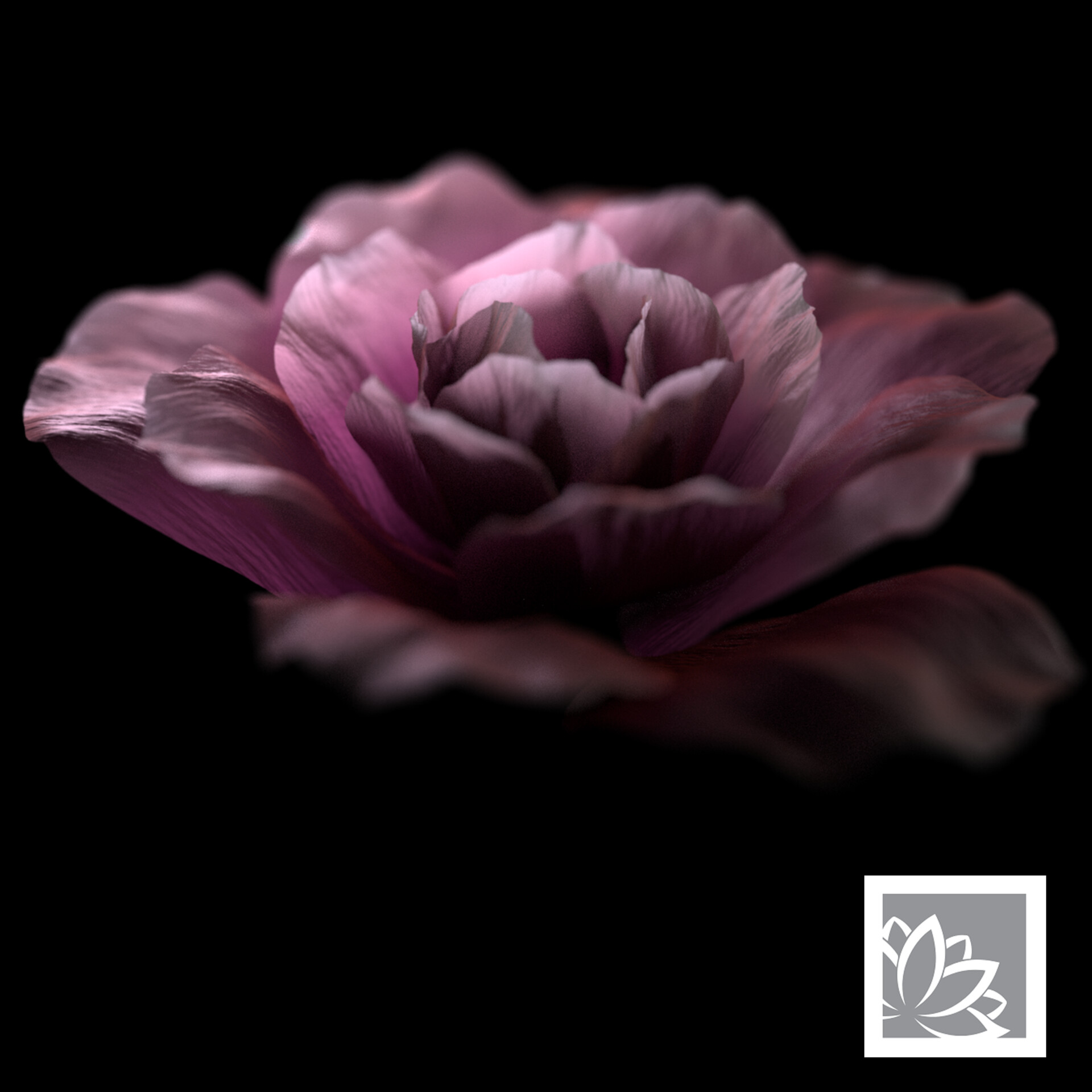 ArtStation - Rose Blooming Simulation