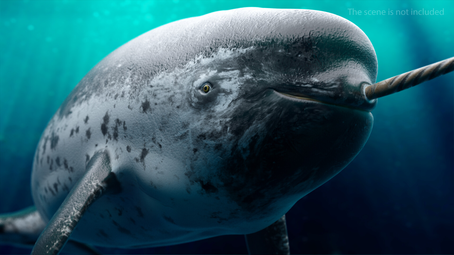 ArtStation - Narwhal