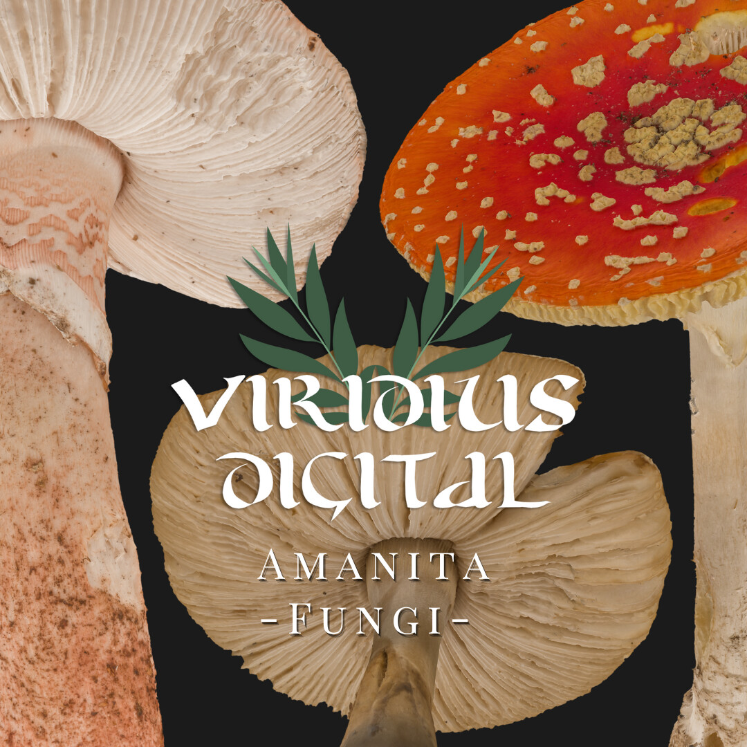 ArtStation - Photogrammetry & Game ready - Amanita Collection