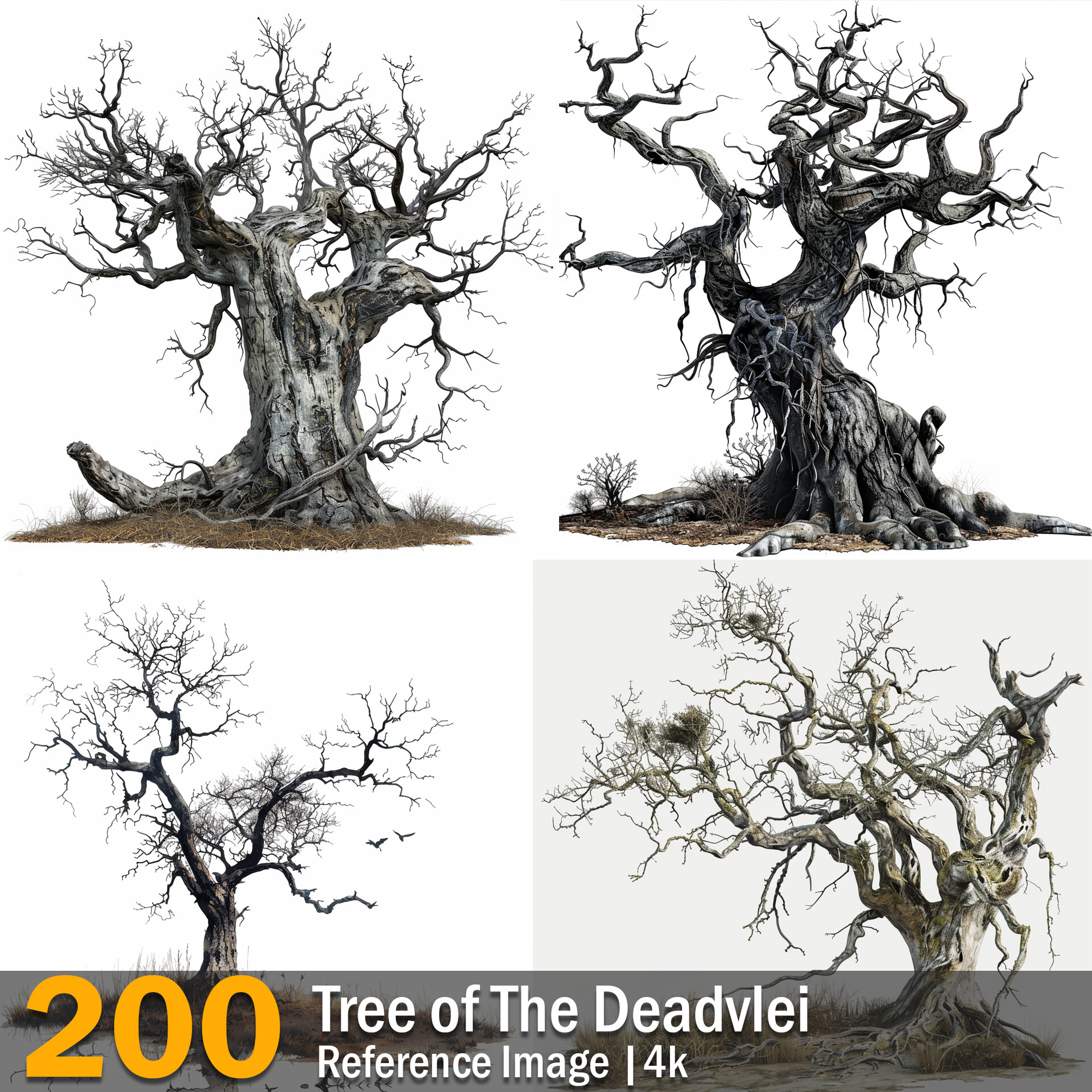 ArtStation - Tree of The Deadvlei | Reference Images | 4K