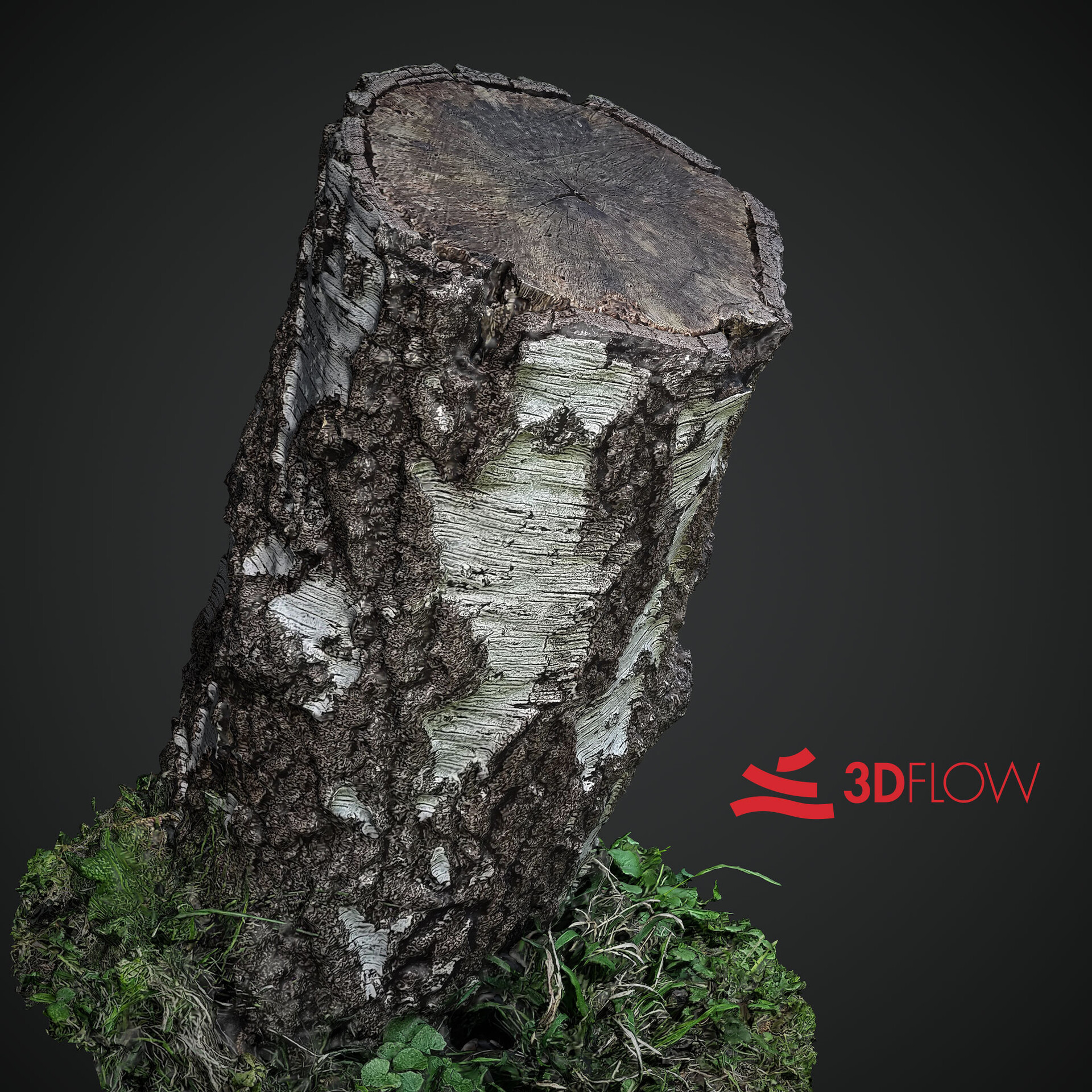 ArtStation - Birch stump - Photogrammetry object