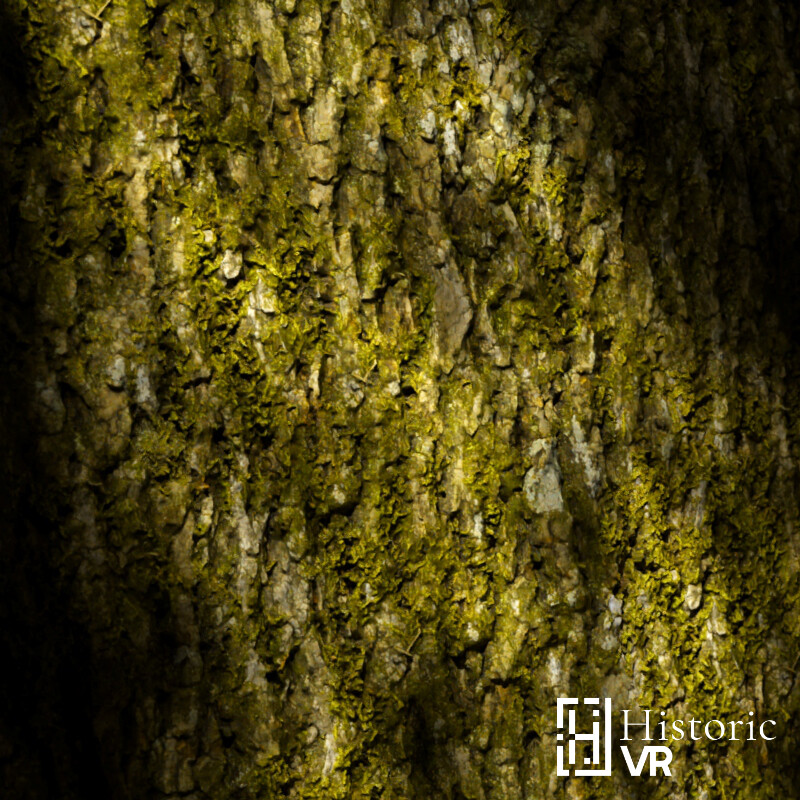 ArtStation - Ash Tree - HistoricVR - 3 Photogrammetry Materials