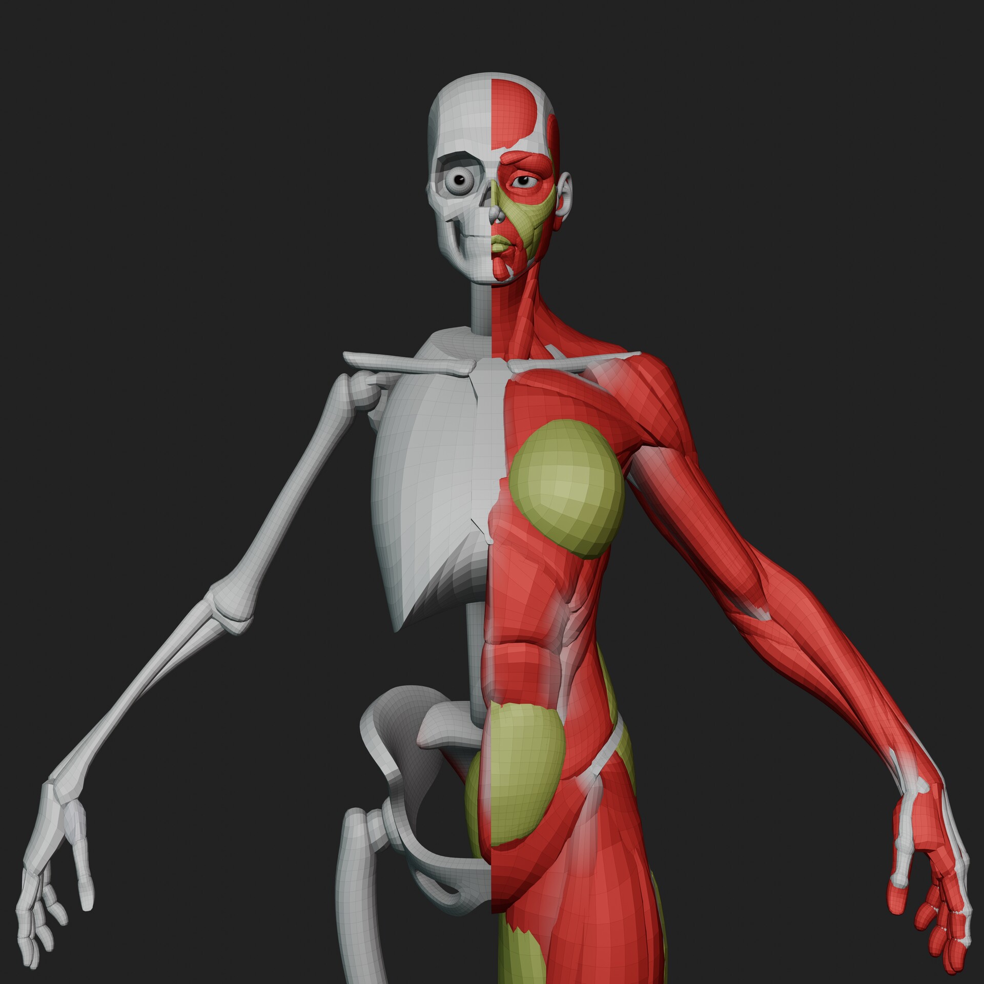 ArtStation - Ultimate Stylized Female Anatomy Ecorche