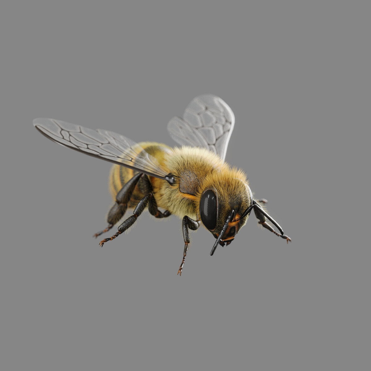 ArtStation - Bee 3D model