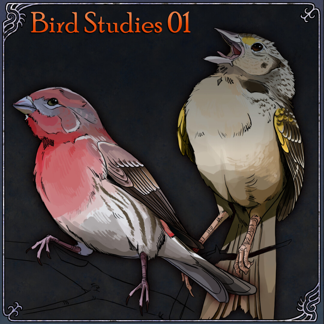 ArtStation - Bird Studies 1