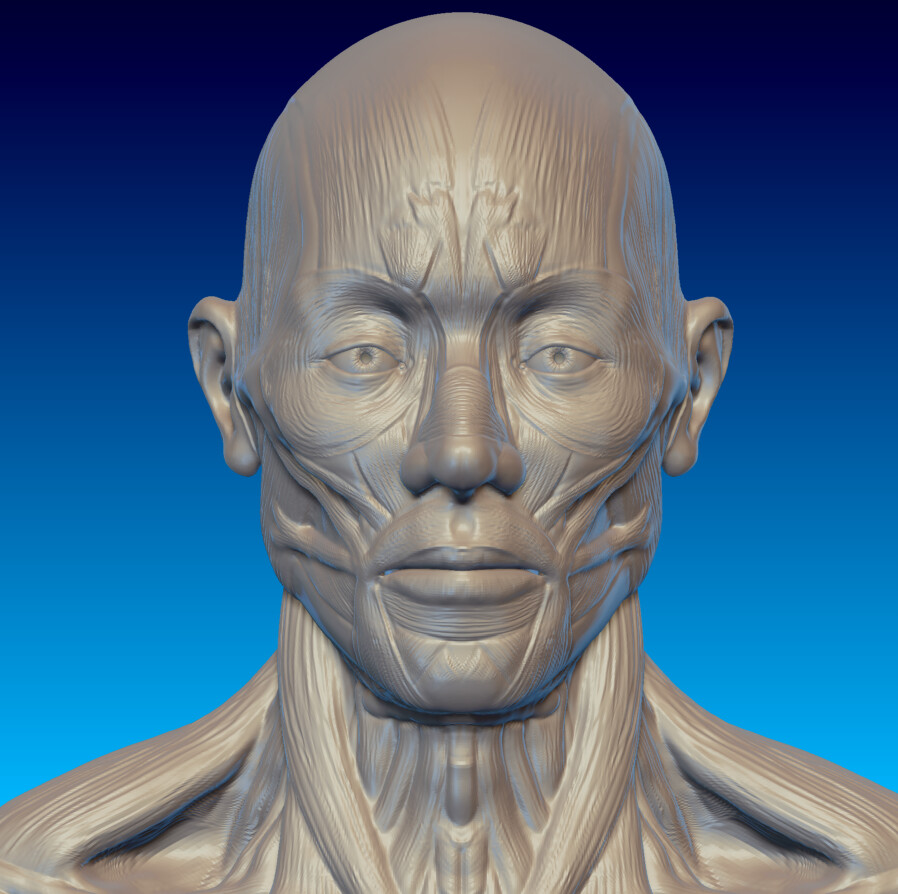 ArtStation - Anatomy Studies
