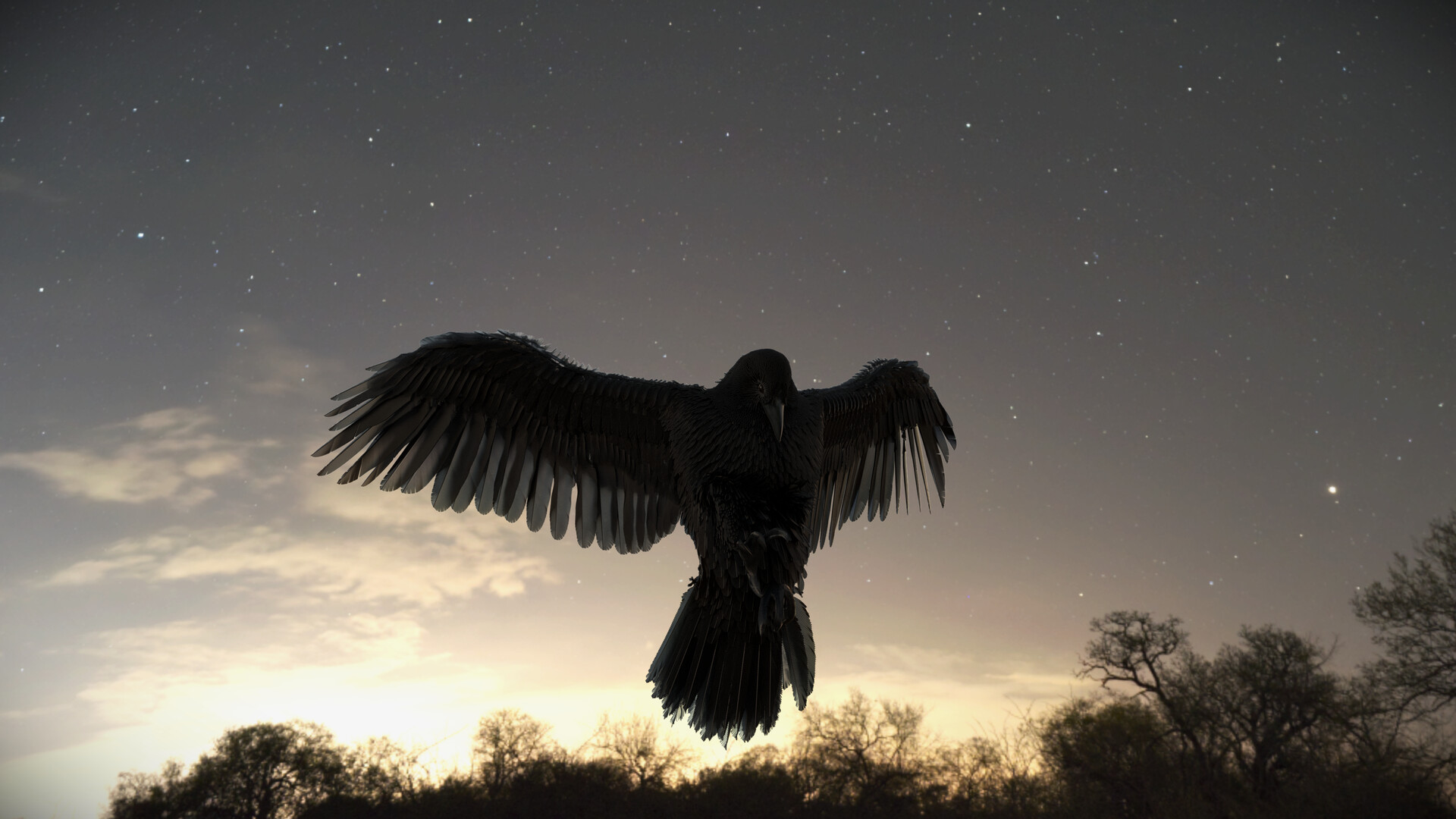 ArtStation - Feather Grooming - Houdini 20