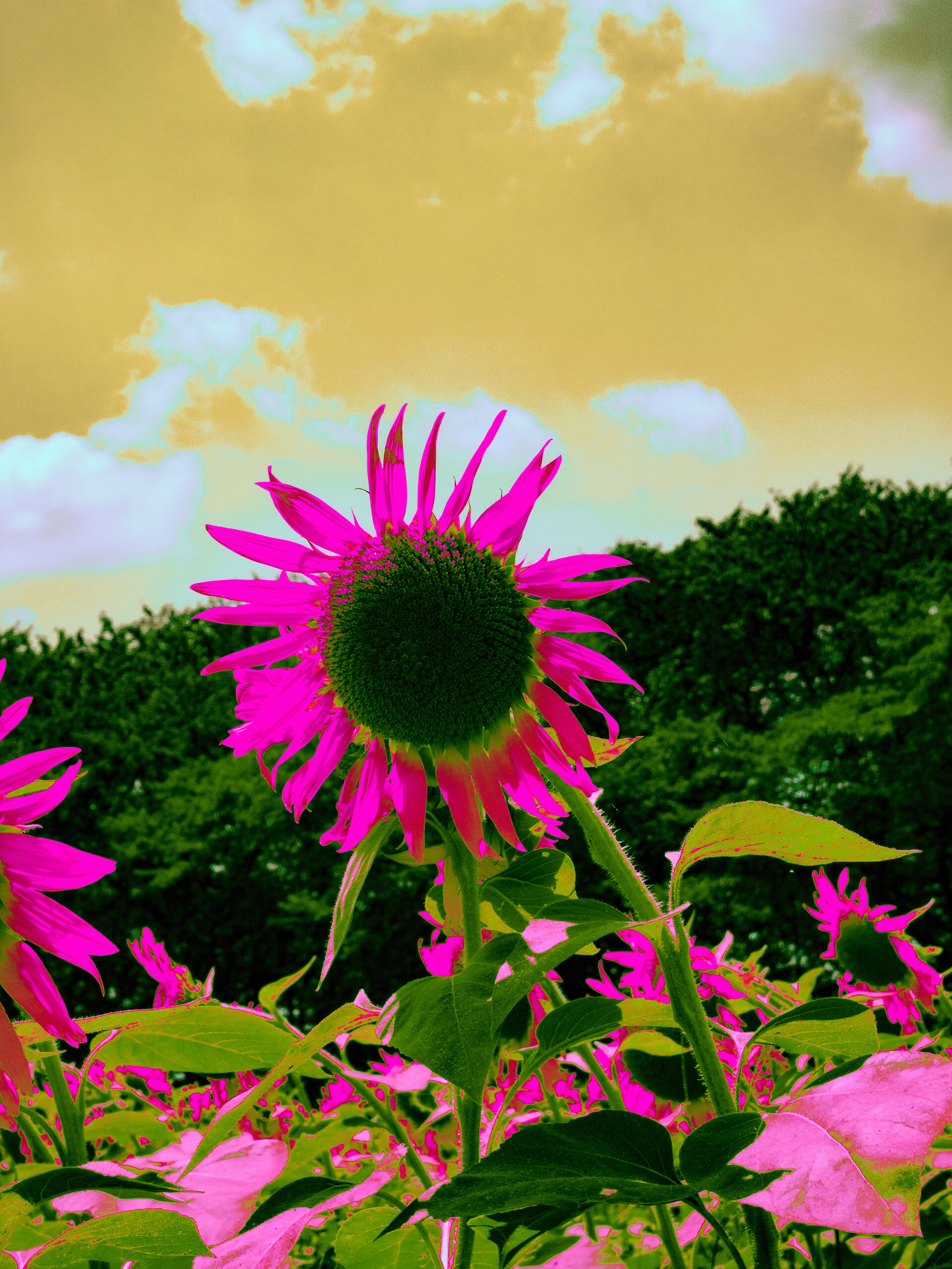 ArtStation - Mini Sunflower①