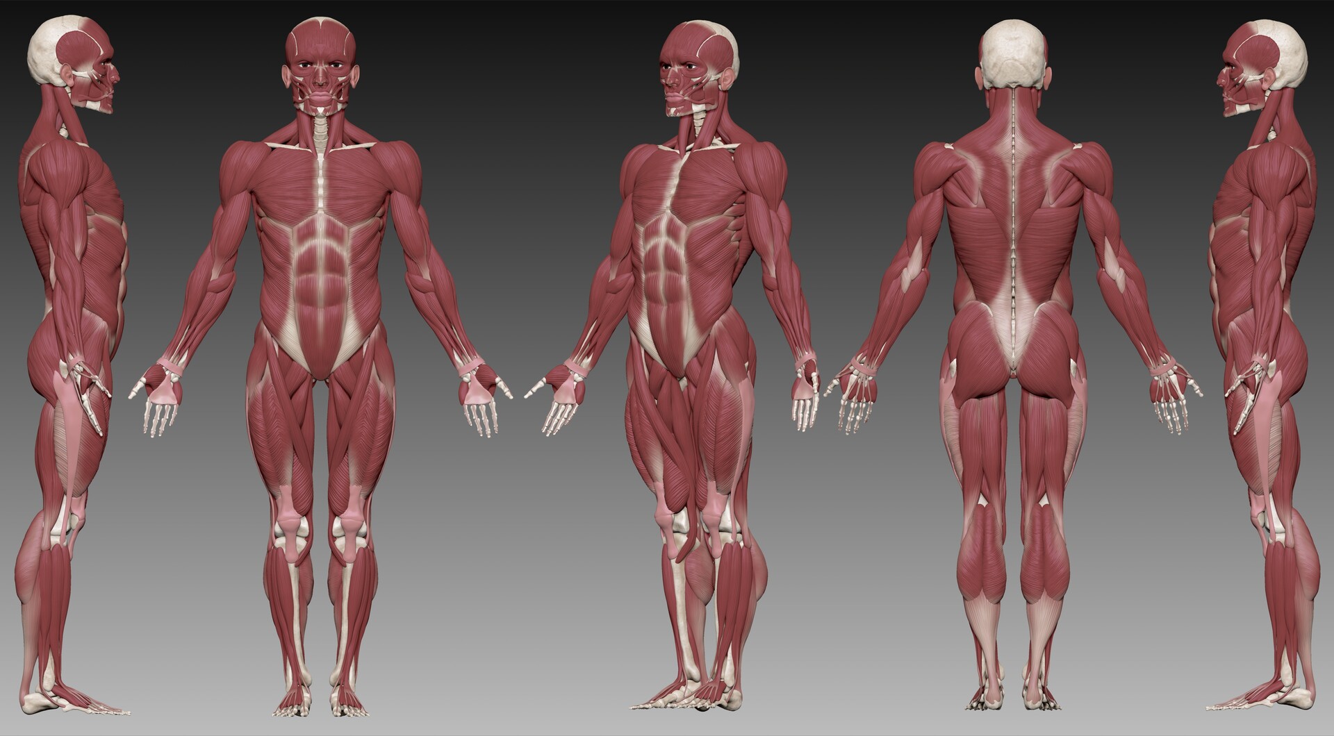 ArtStation - Human Anatomy
