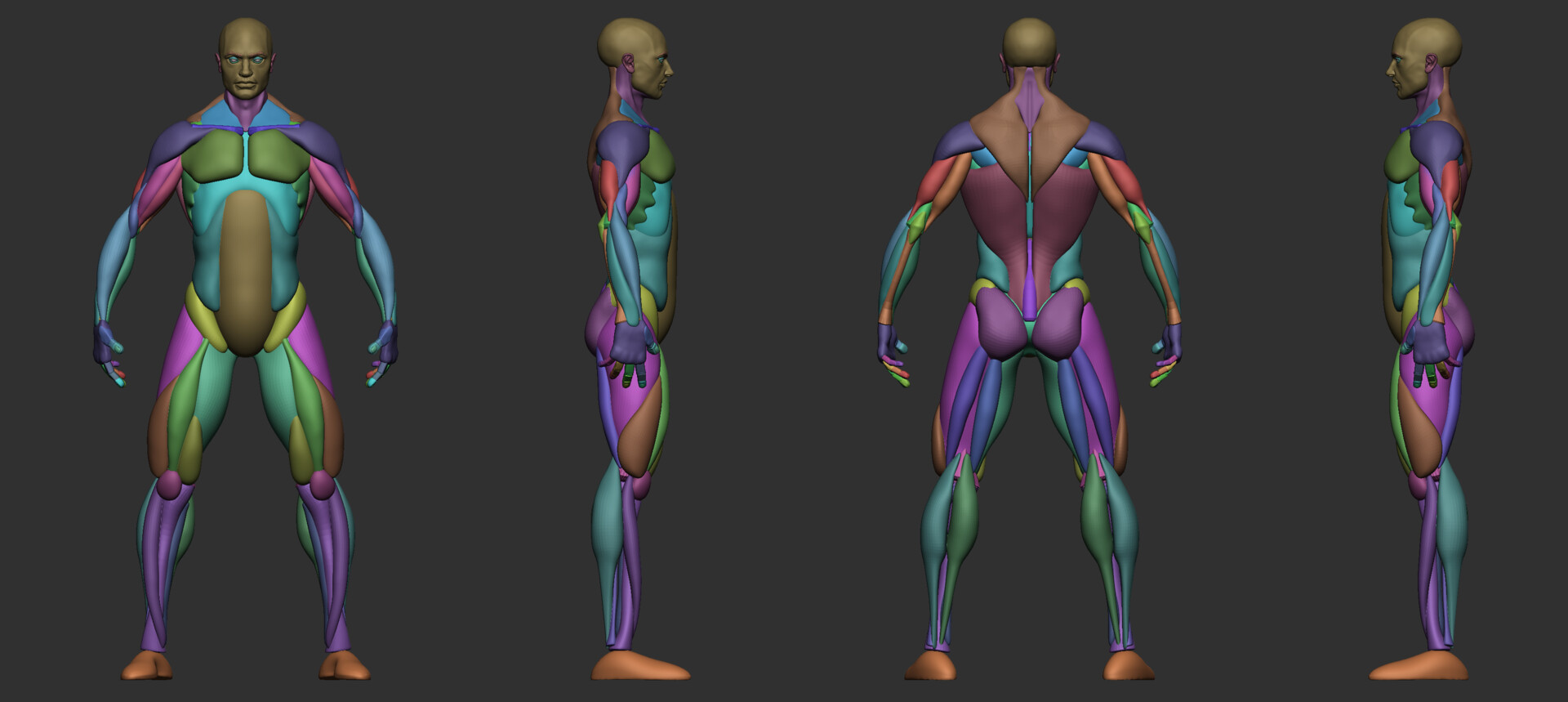 ArtStation - Male anatomy study