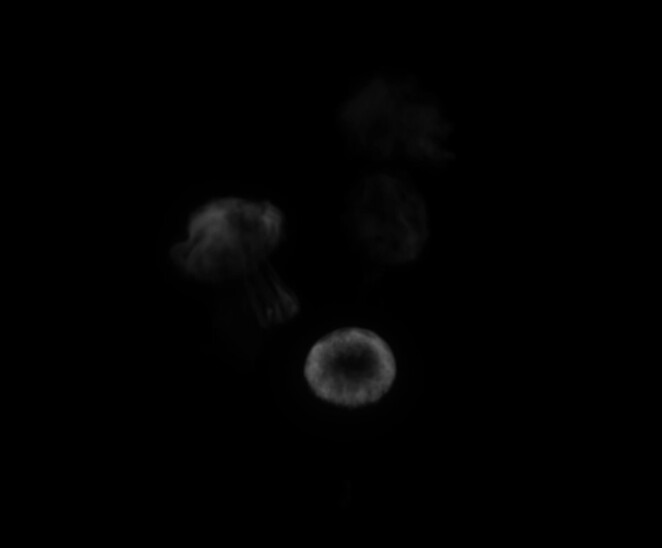 ArtStation - Smoke rings - Embergen