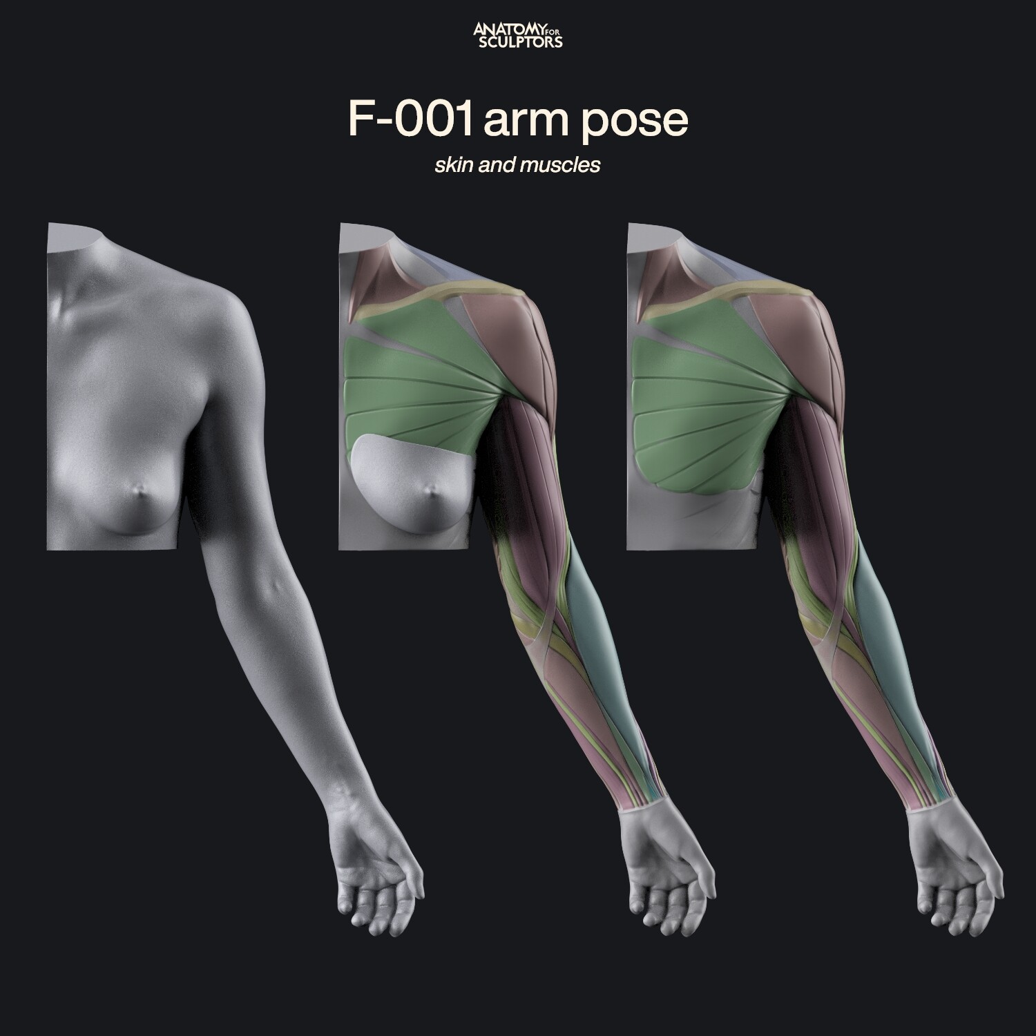 Anatomy For Sculptors - Female upper body muscles
