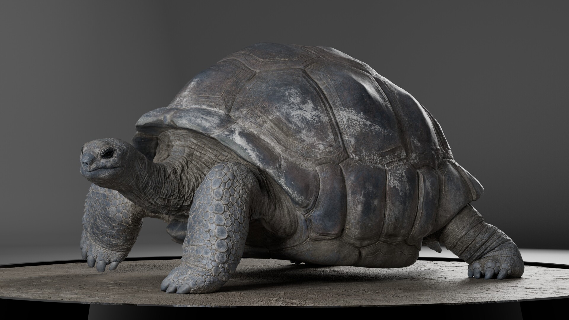 ArtStation - Aldabra Giant Tortoise