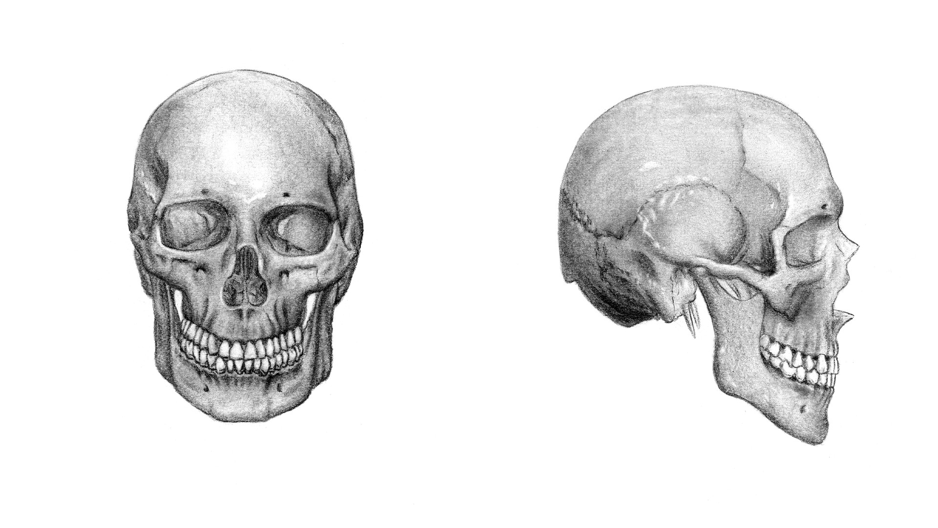 ArtStation - Anatomy of human bones study