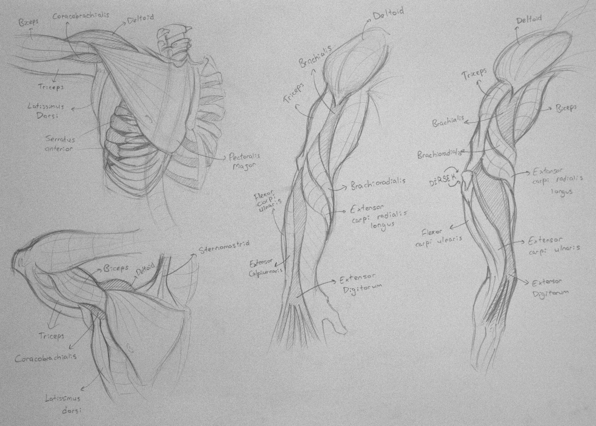 ArtStation - Quick AnatomY Sketches