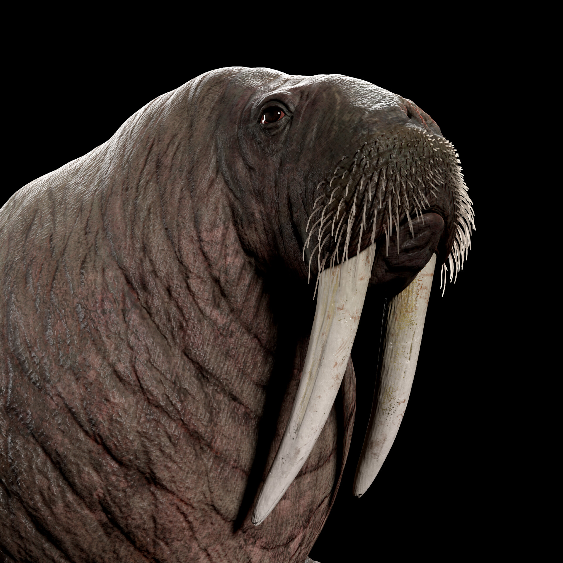ArtStation - Walrus - Blender