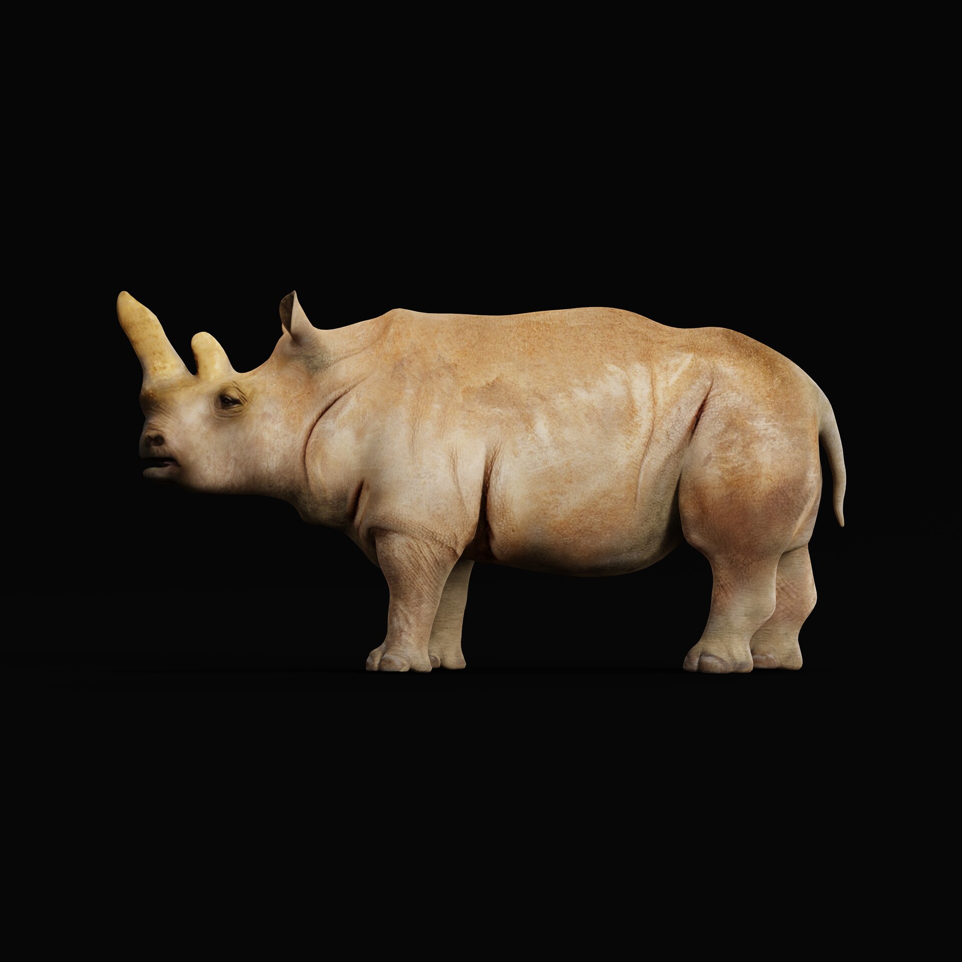 Nyilonelycompany - Northern White Rhinoceros