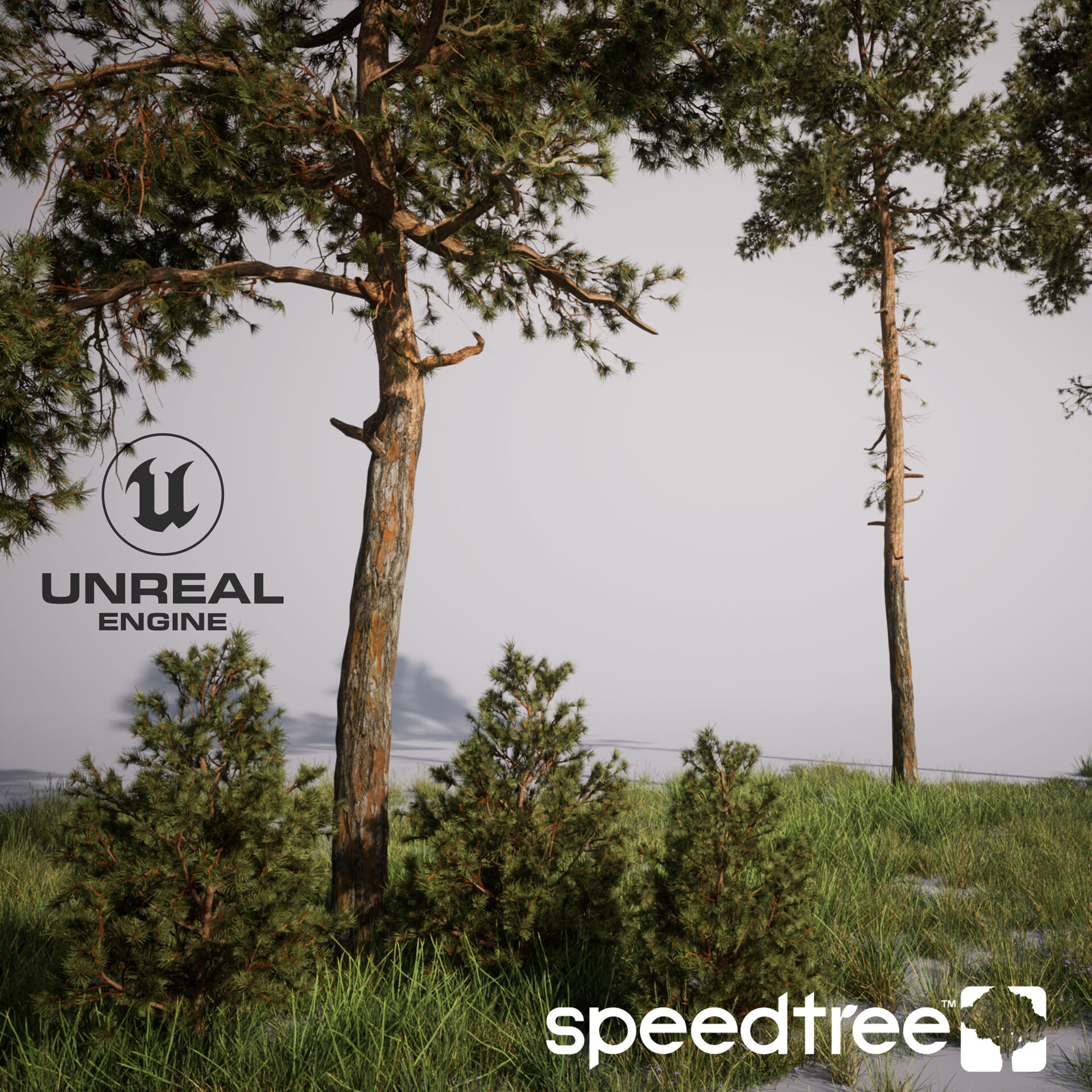 ArtStation - Scots Pine