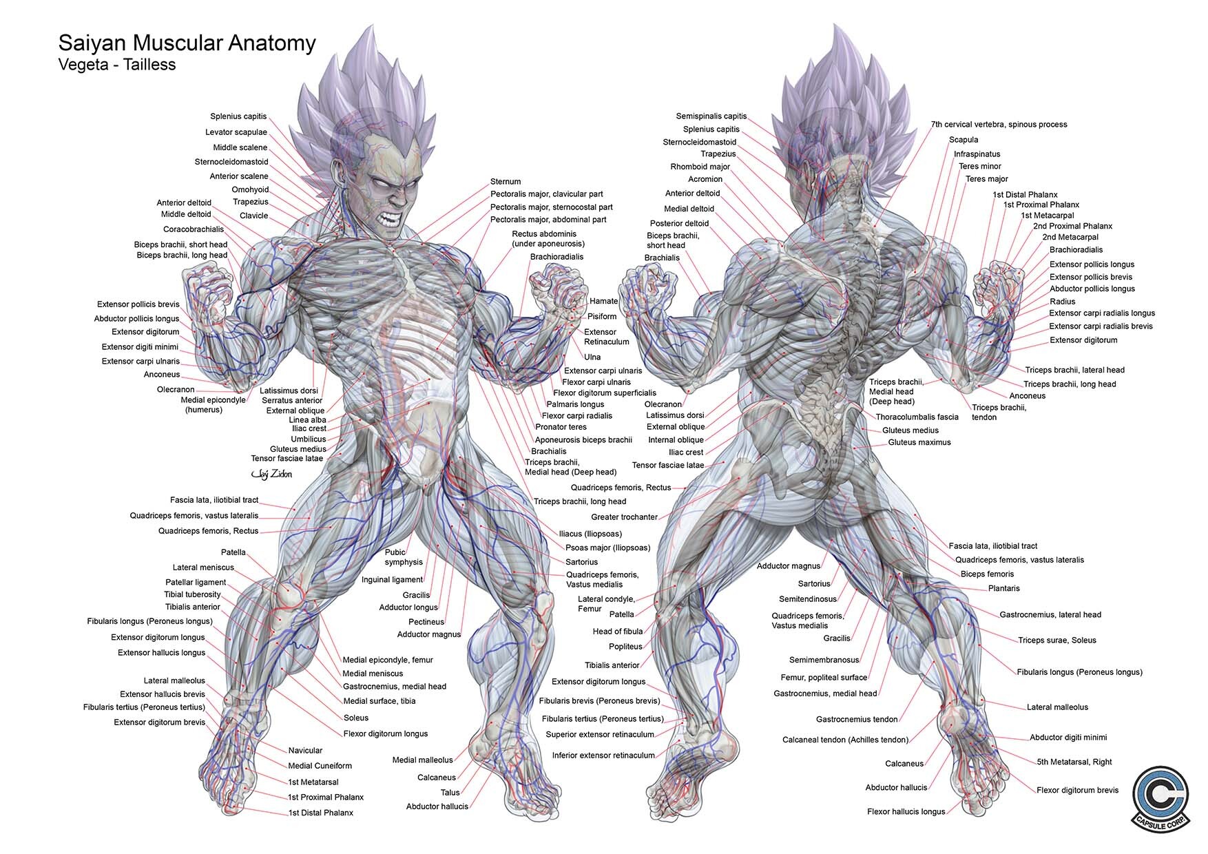 ArtStation - Saiyan Muscular Anatomy - Vegeta - Tailless