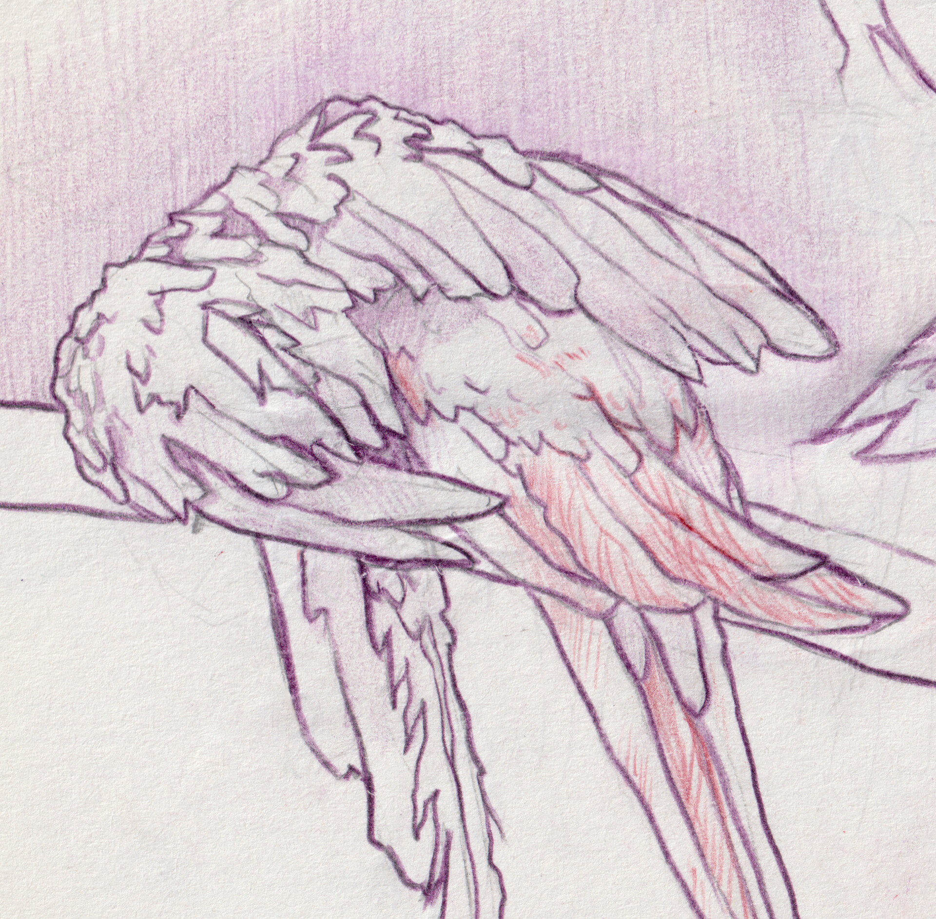 ArtStation - Animal sketch