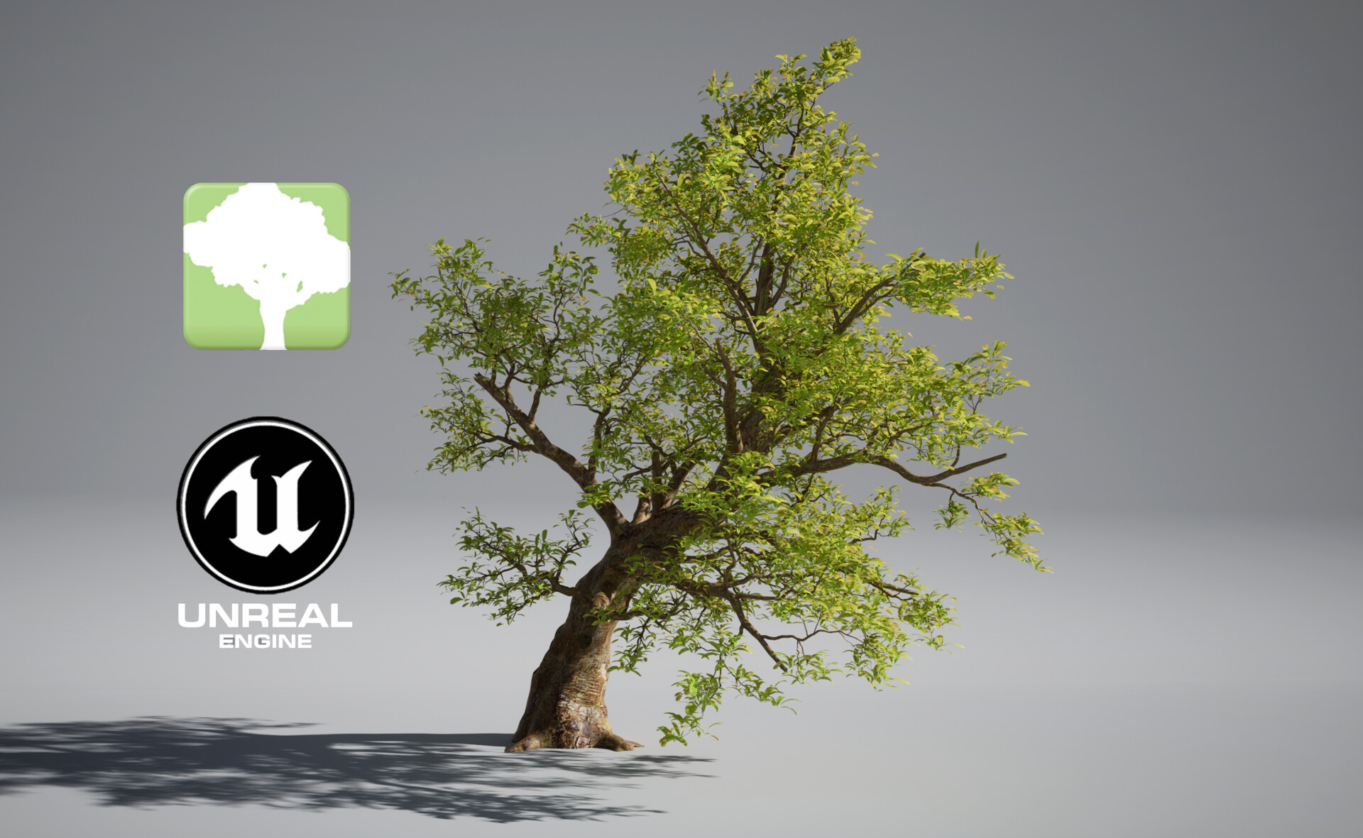 ArtStation - Plant Practice