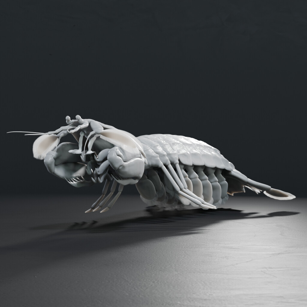 Johnson Martin - Mantis Shrimp (Squilla empusa)