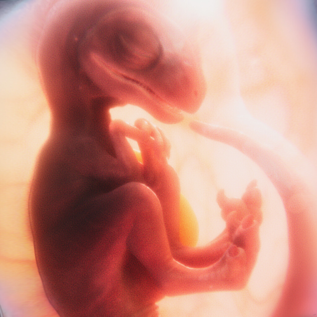 ArtStation - Dinosaur Embryos - AR Incubator