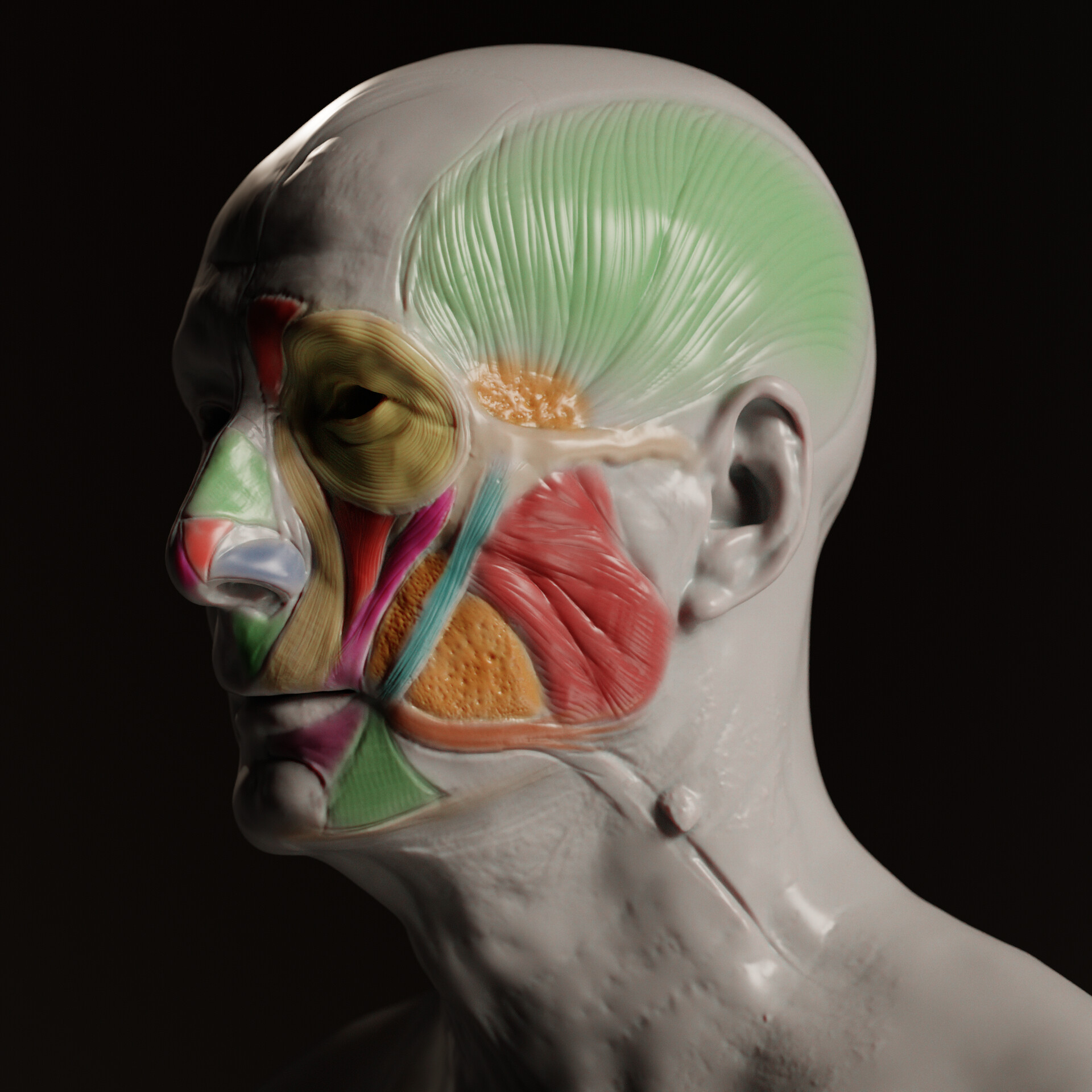 ArtStation - Facial Anatomy WIP