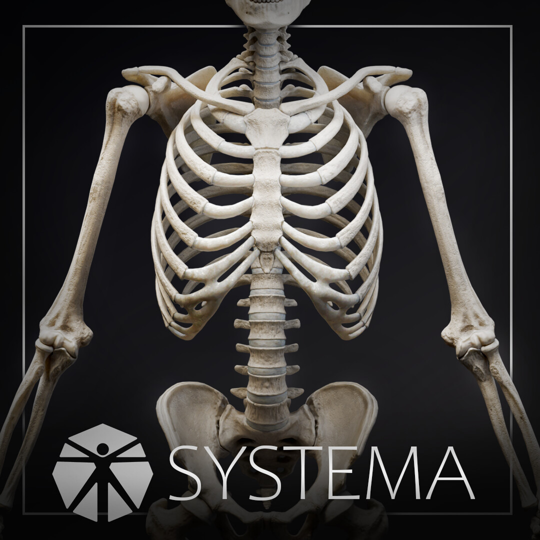 ArtStation - Skeleton Anatomy - SYSTEMA
