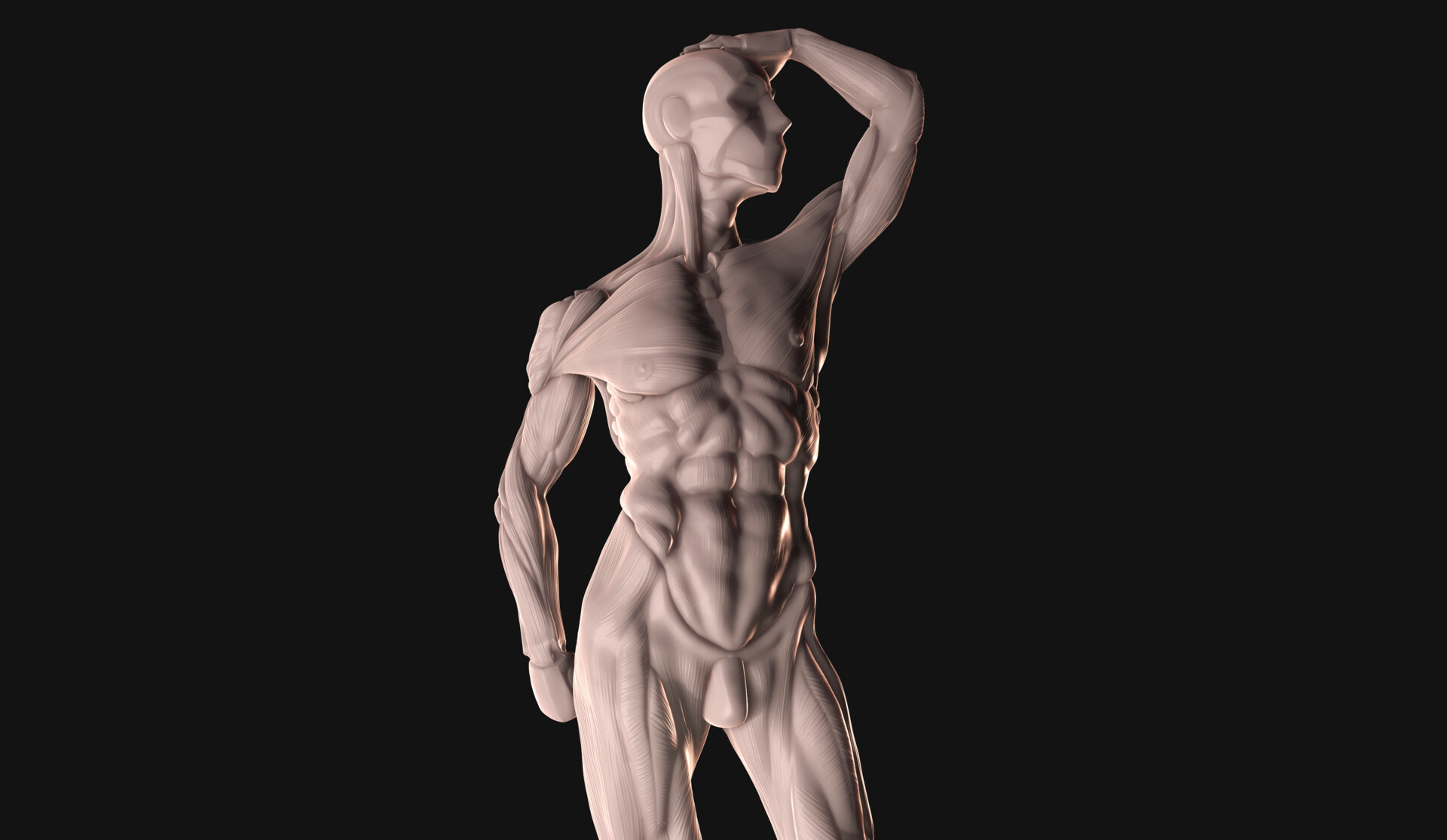 ArtStation - Ecorche anatomy study