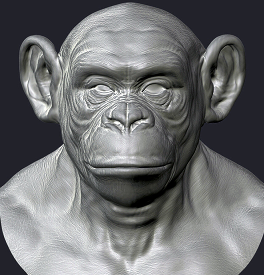 ArtStation - Chimpanzee Study - (WIP)