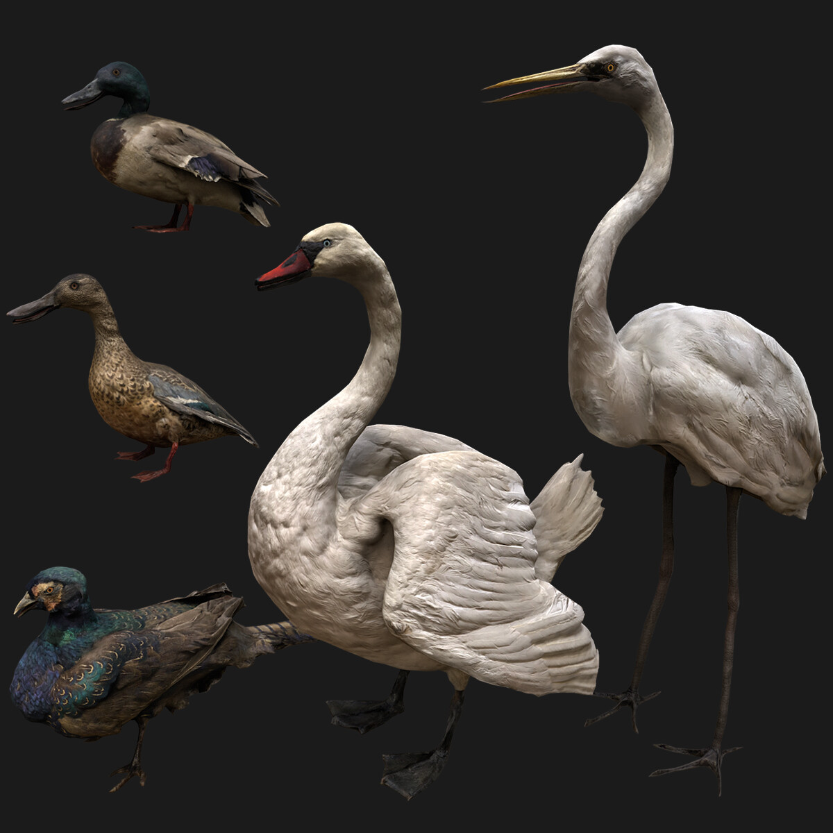 ArtStation - Birds set Swan Ducks Pheasant