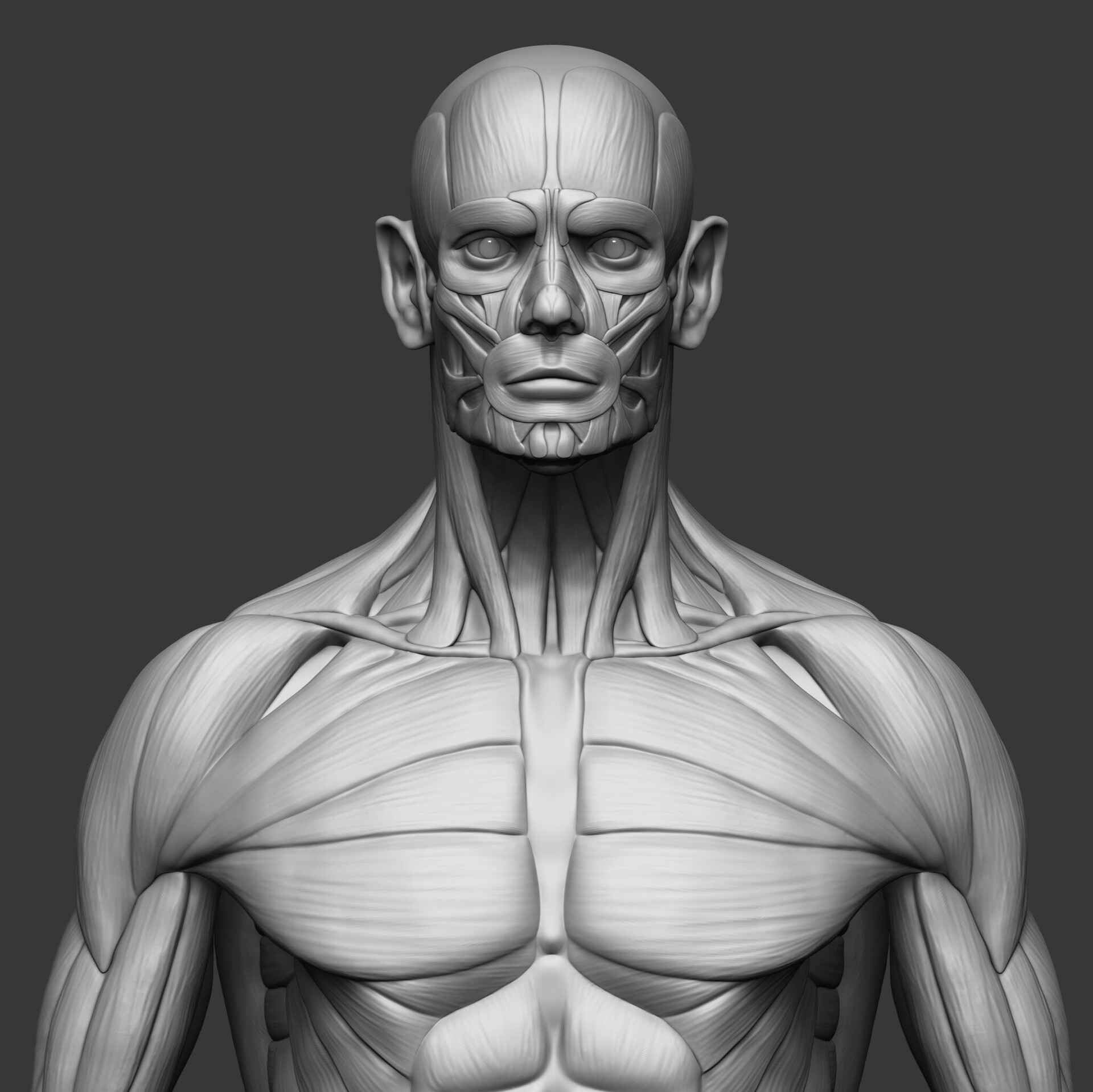 ArtStation - Ecorché Study