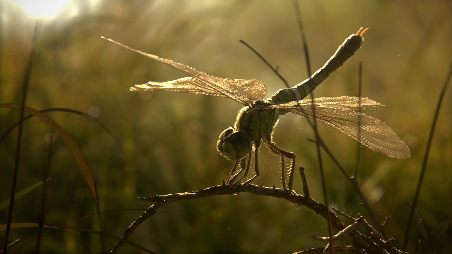 ArtStation - Dragonfly