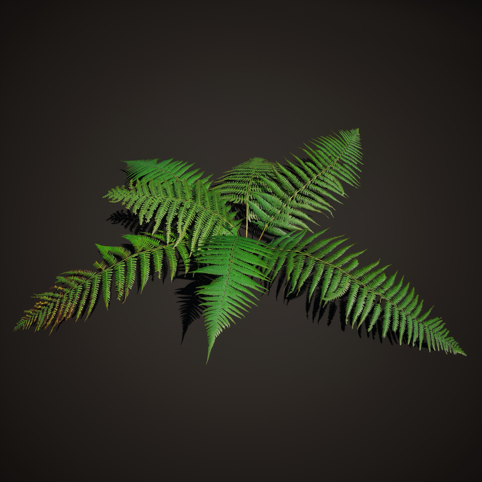 ArtStation - Ferns