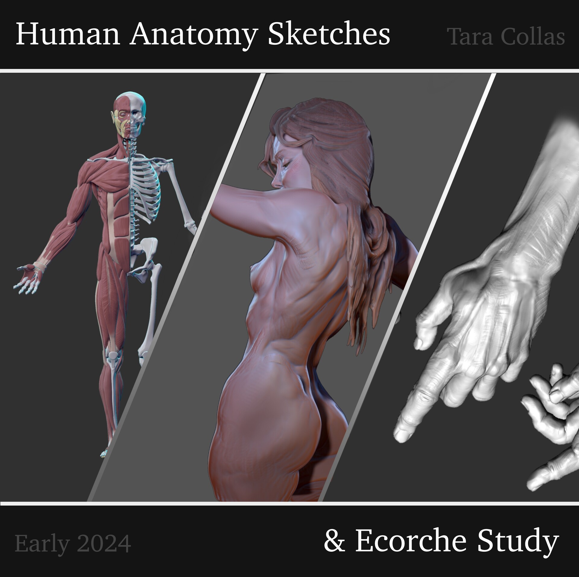 ArtStation - Human Anatomy Sketches & Ecorche Study
