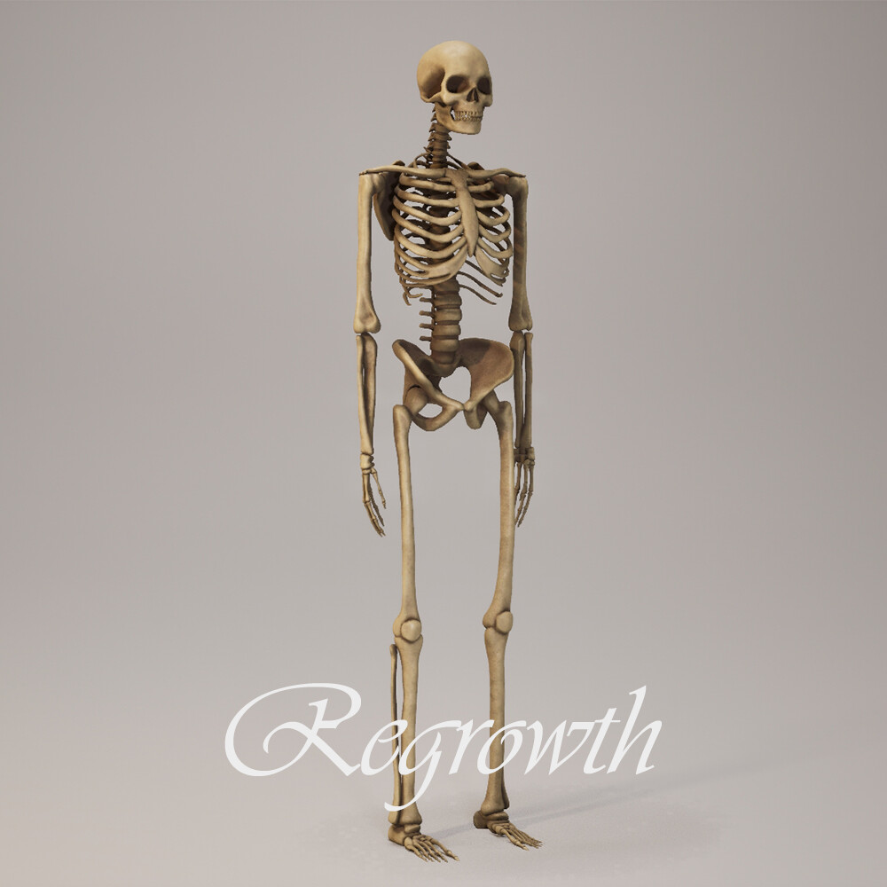 ArtStation - Regrowth: Skeleton 3D Model