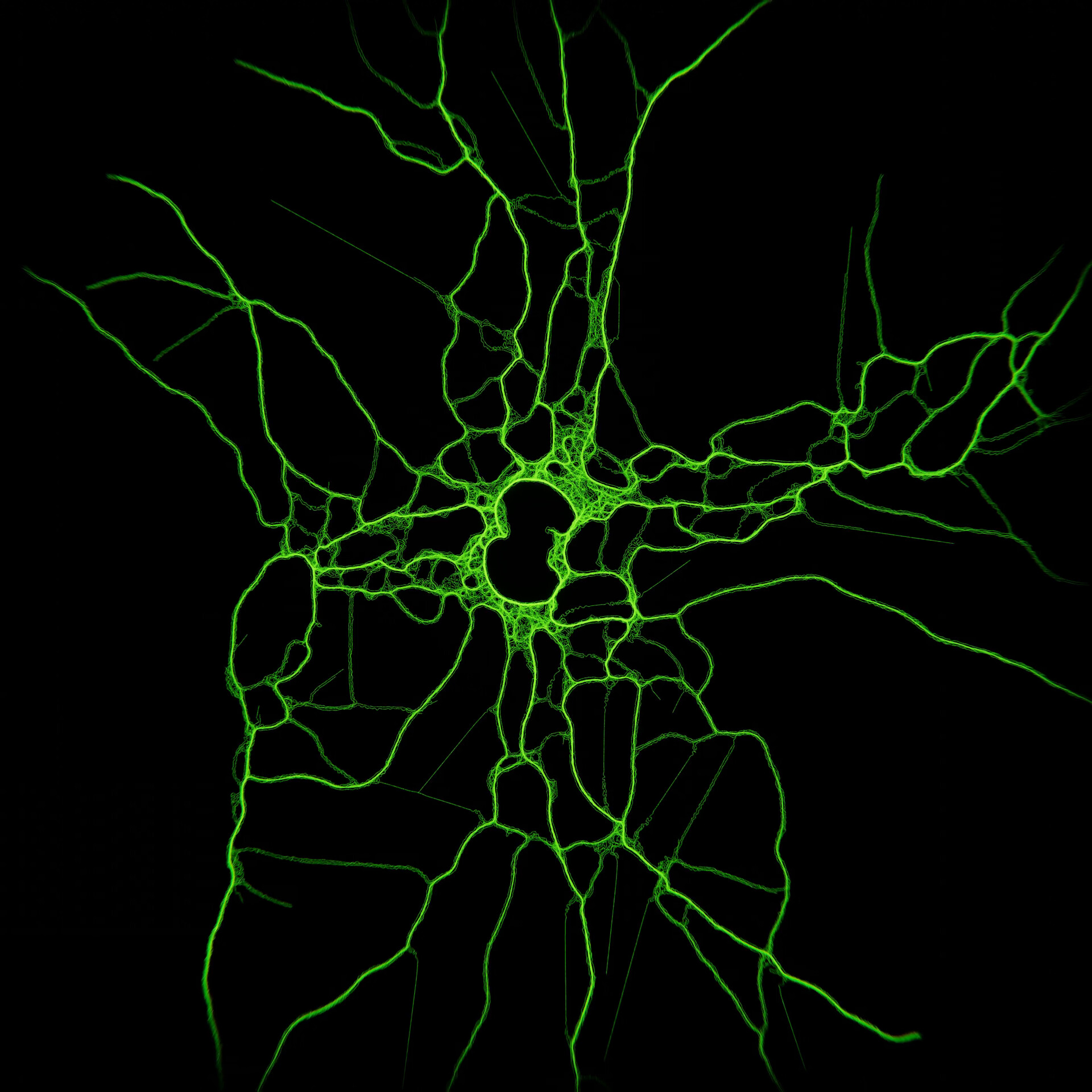 Ben Luke Parsons - Slime Mould Simulation-Blender Practise