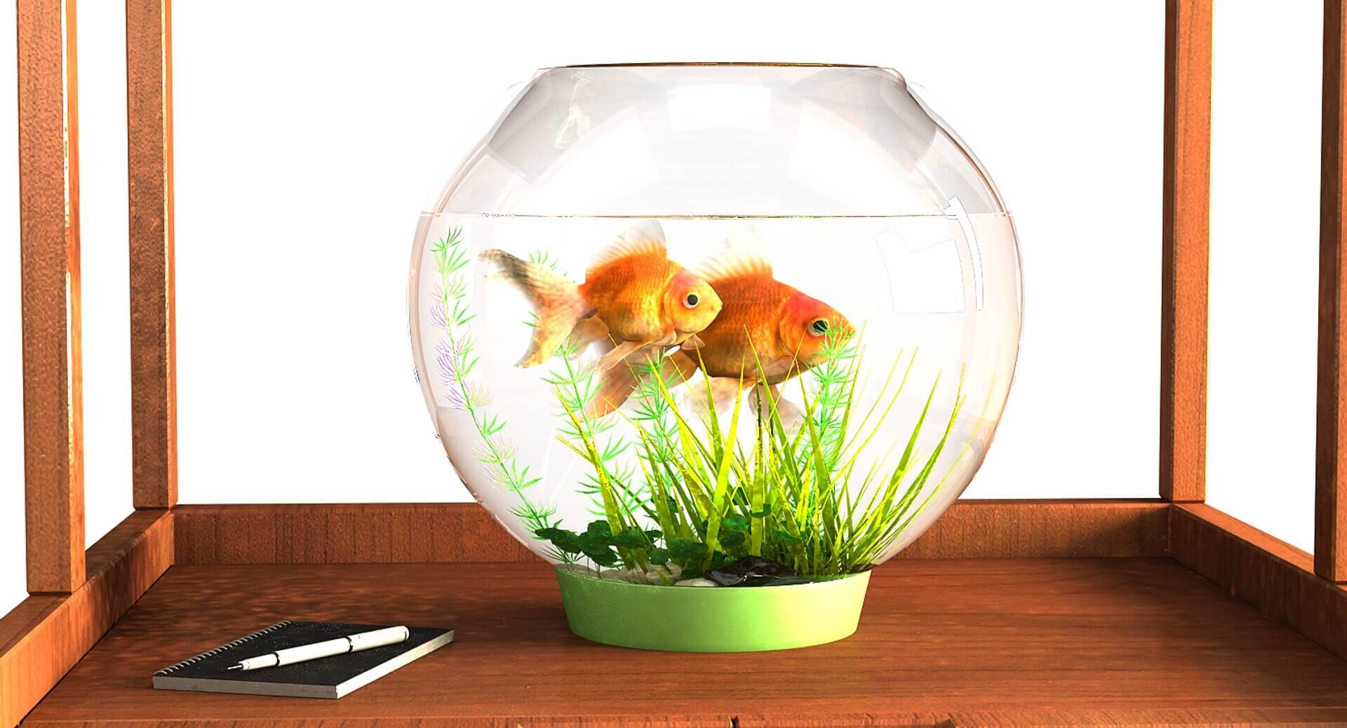 ArtStation - Gold Fish Aquarium Animated 3d model