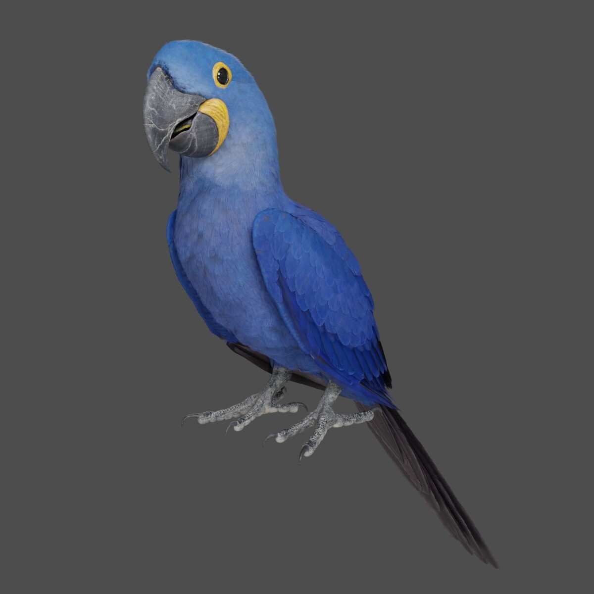 ArtStation - Hyacinth Macaw Character Animation