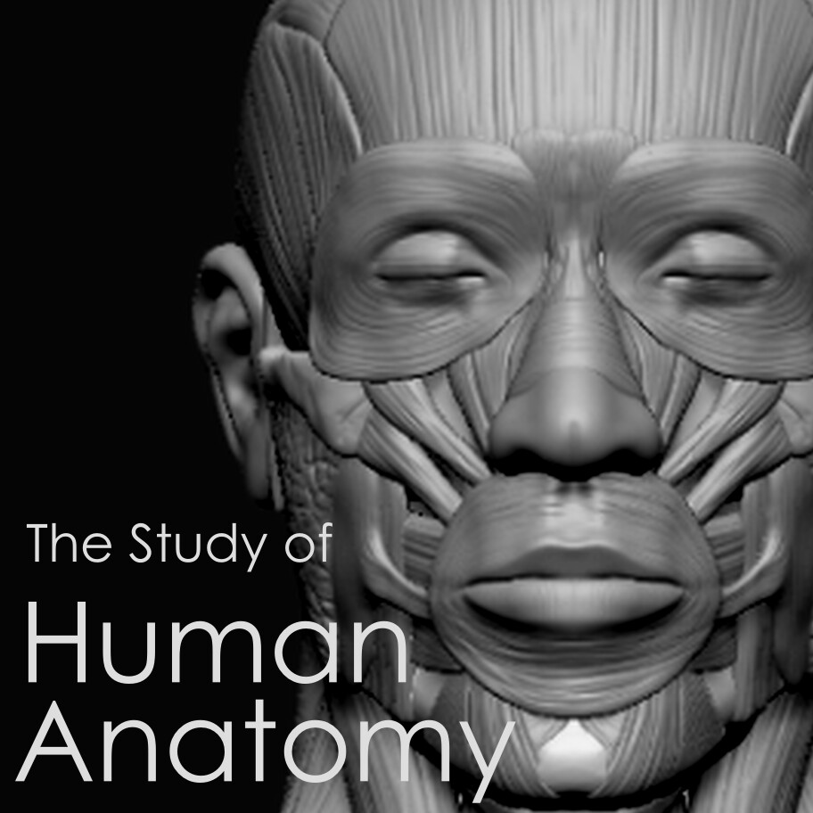 ArtStation - Human Anatomy Studies