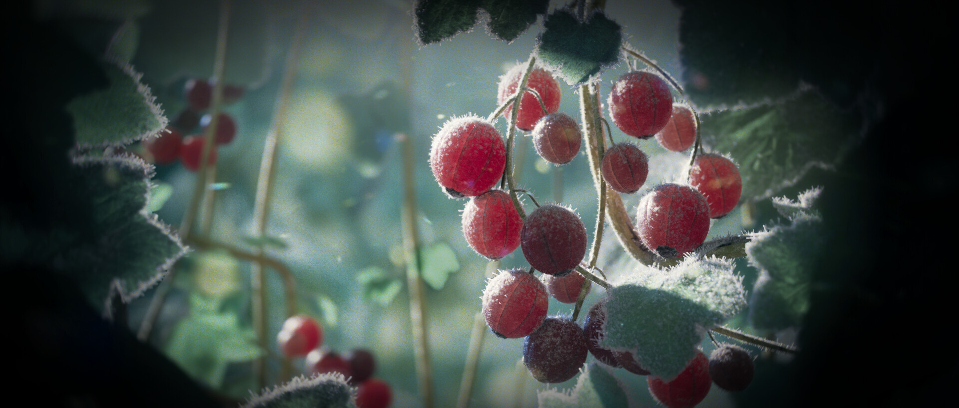 ArtStation - Frozen Berries